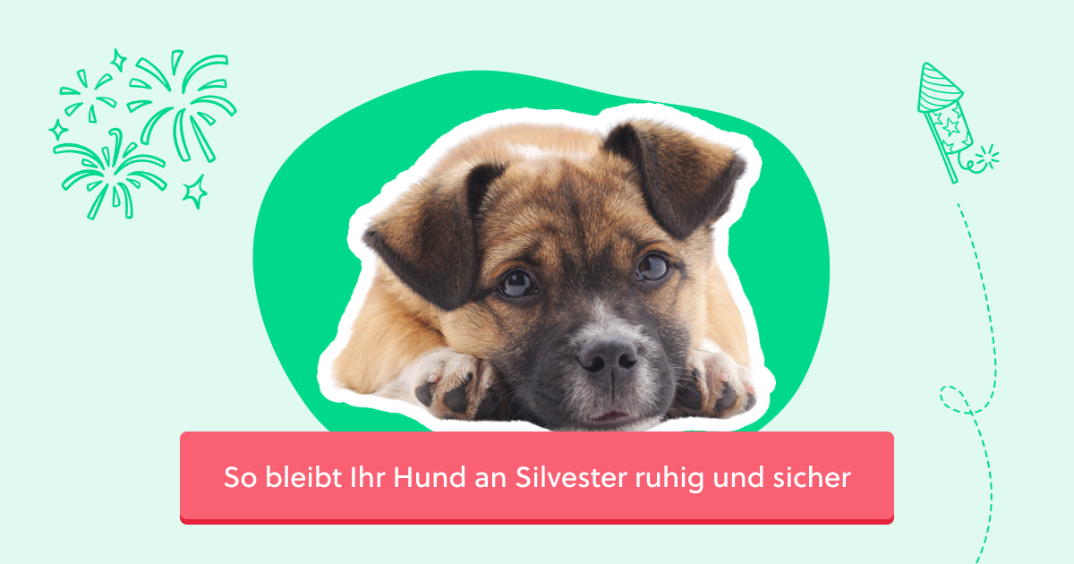 Faszinierend Hund Silvester Beruhigungsmittel Fotos